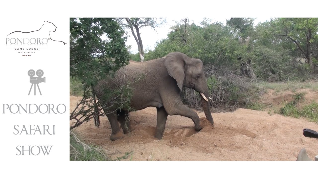 Elephants digging for water - YouTube