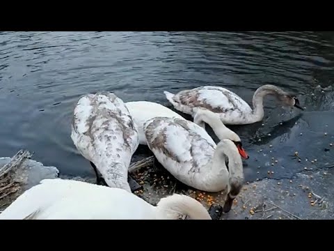 Птицы Ptice Kuğu Labudovi Лебеді Cisnes Mjellma Կարապներ swans بجع ابيض ...