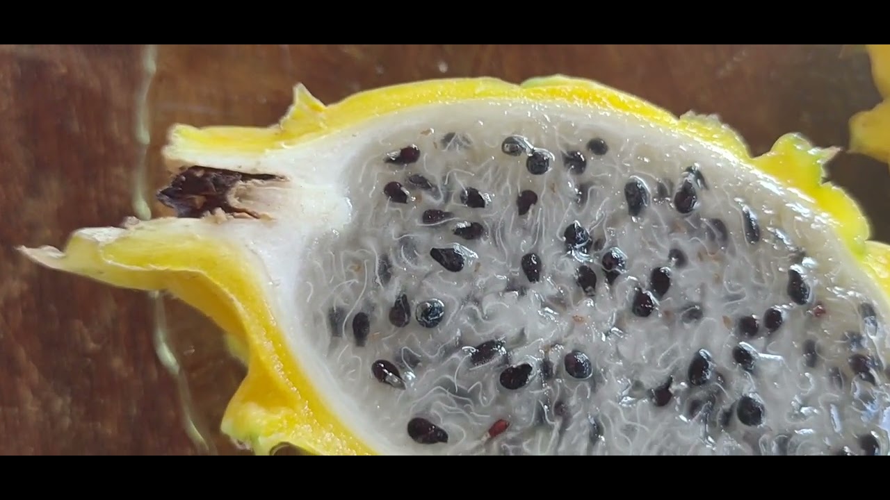 PITAYA PALORA COLOMBIANA ABERTA - YouTube