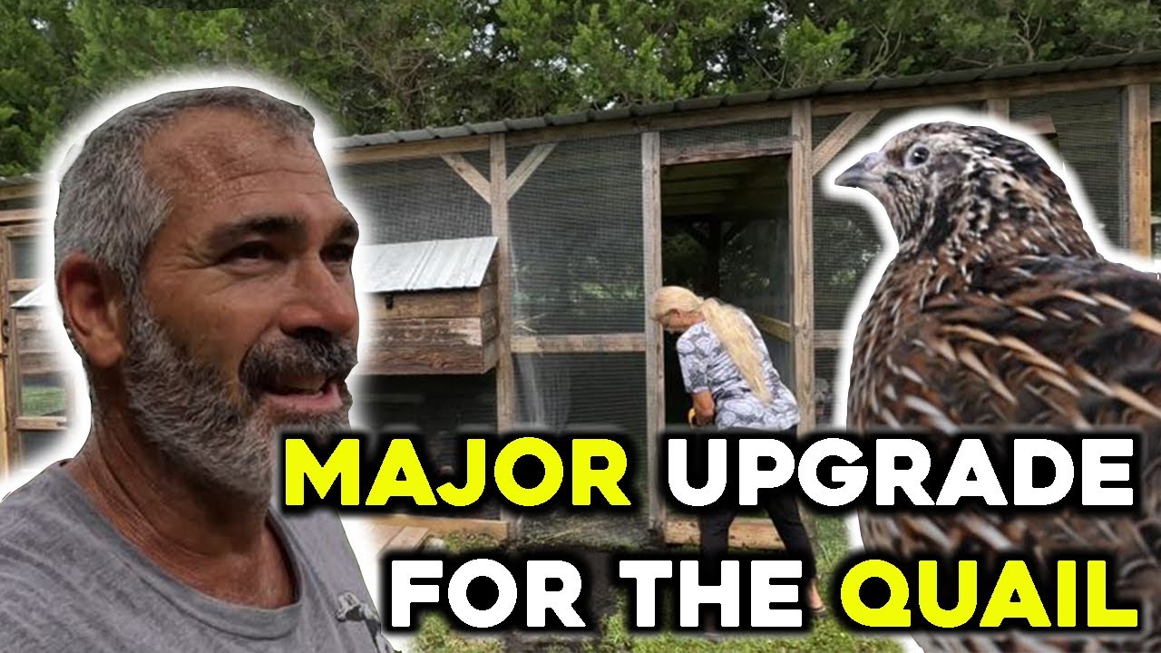 Starting the Quail Enclosures - YouTube