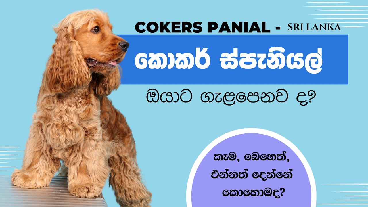 Cocker Spaniel Dog | Cocker Spaniel Dogs in Sinhala | All about Cocker ...
