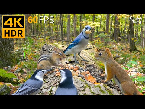 Cat TV 😺🐦 An Amber Symphony with Birds, Chipmunks and Squirrels 🐿 Cat Games 4K HDR