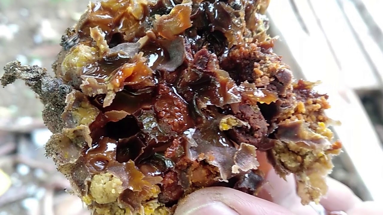 Wild Bees (Trypophobia ALERT) - YouTube