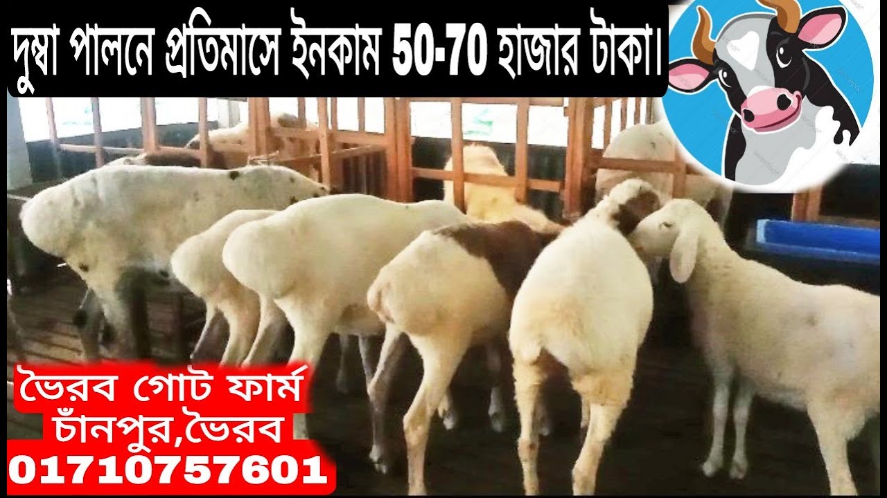 দুম্বা পালনে গরুর চেয়ে লাভ বেশী । ১০ কি দুম্বা দিয়ে মাসে আয় ৫০ ৭০ ...