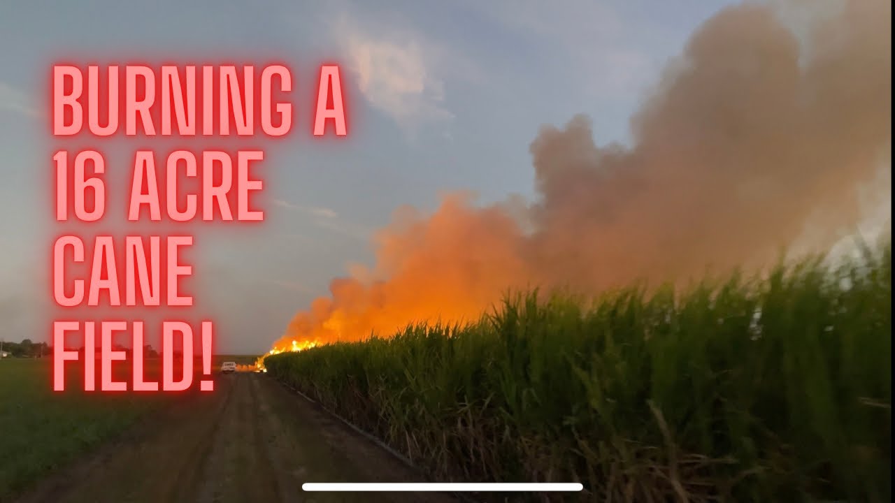 Watching a 16 Acre Cane Field Burn! - YouTube