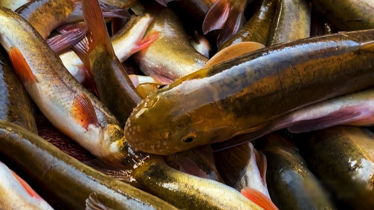 Himalayan Trout in the river of East Rukum, Nepal || Nepali Food ...