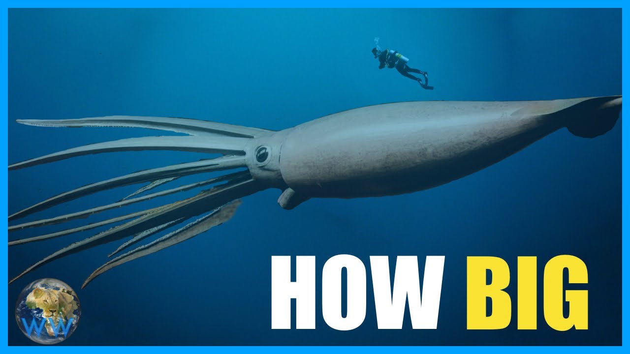 Just How BIG Are Giant Squid? feat.Sea&Me - YouTube
