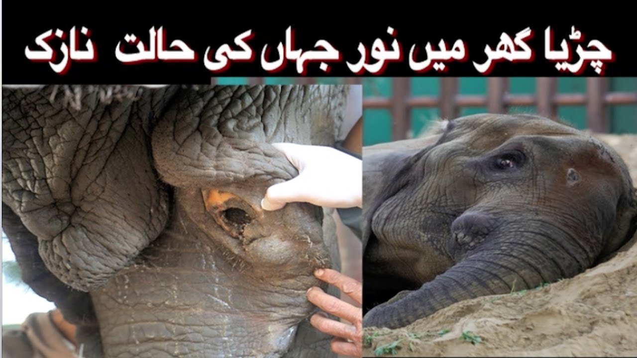 Noor Jahan's Elephant condition is critical in Karachi Zoo, karachi zoo ...