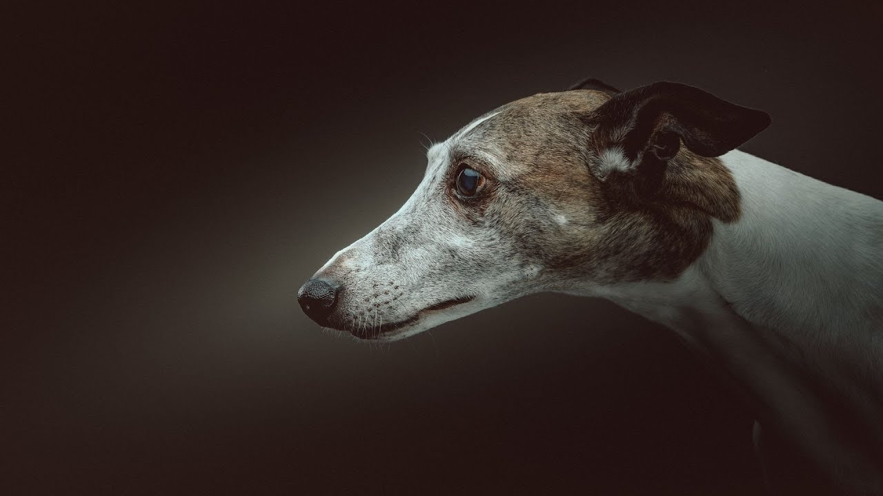 Training Your Whippet: How to Obedience Train a Sight Hound! - YouTube