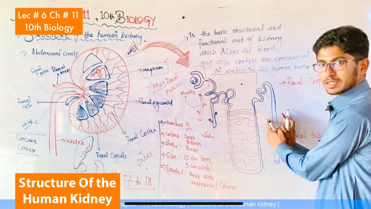Structure of the Human Kidney | Chapter # 11 | Biology Class 10th | Lec ...