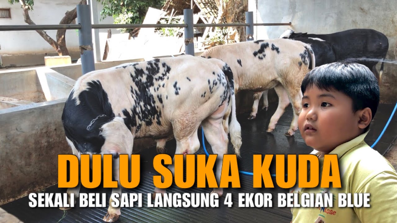 TERNYATA MASIH KELAS 1 SD 😱 Membangun Peternakan Sapi 4 Ekor Belgian ...