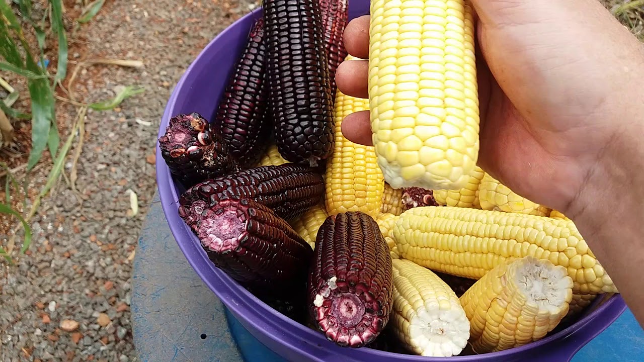 milho roxo - YouTube