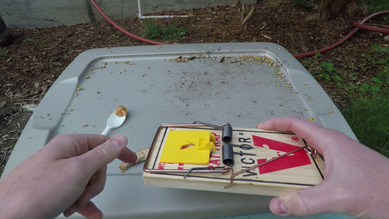 The BEST Homade Rat Bait! - YouTube