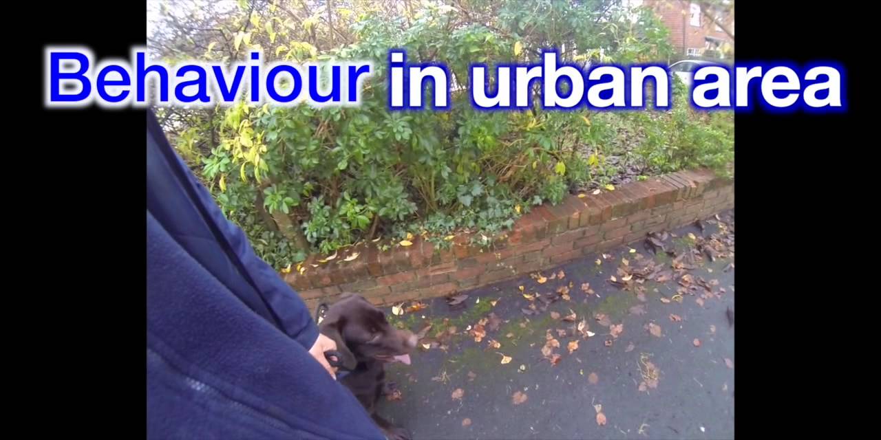 Labrador training with Alex Lato. Before and after training video ...