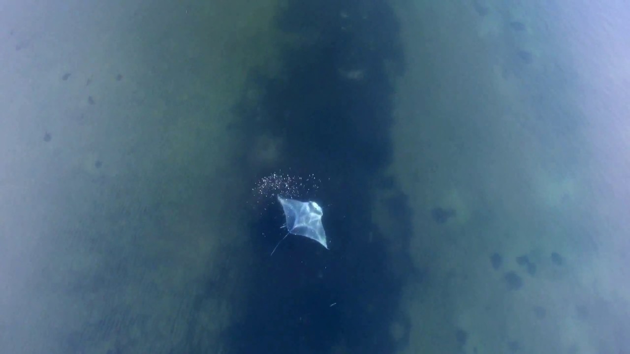 Manta Ray Back Flips Kurrimine Beach FNQ Australia - YouTube