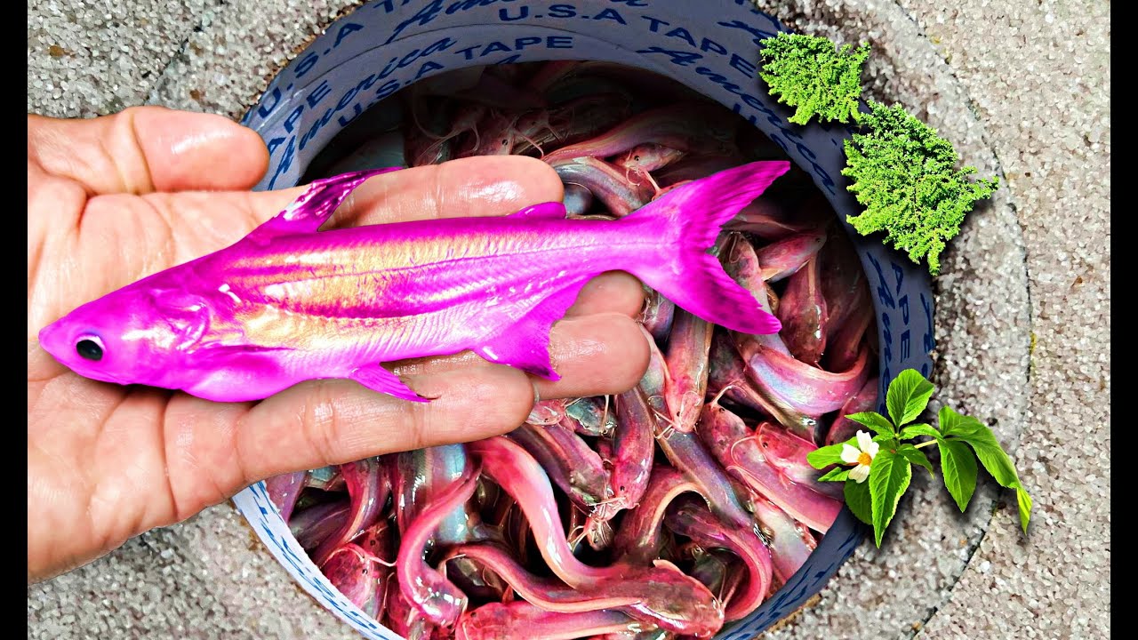 I Caught Baby Sharks And Colorful Ornamental Catfish In The Stream, Koi ...