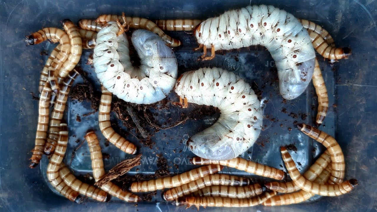 Hunting Snail!!Berburu Larva Kumbang Tanduk Dan Ulat Jerman Dapet ...