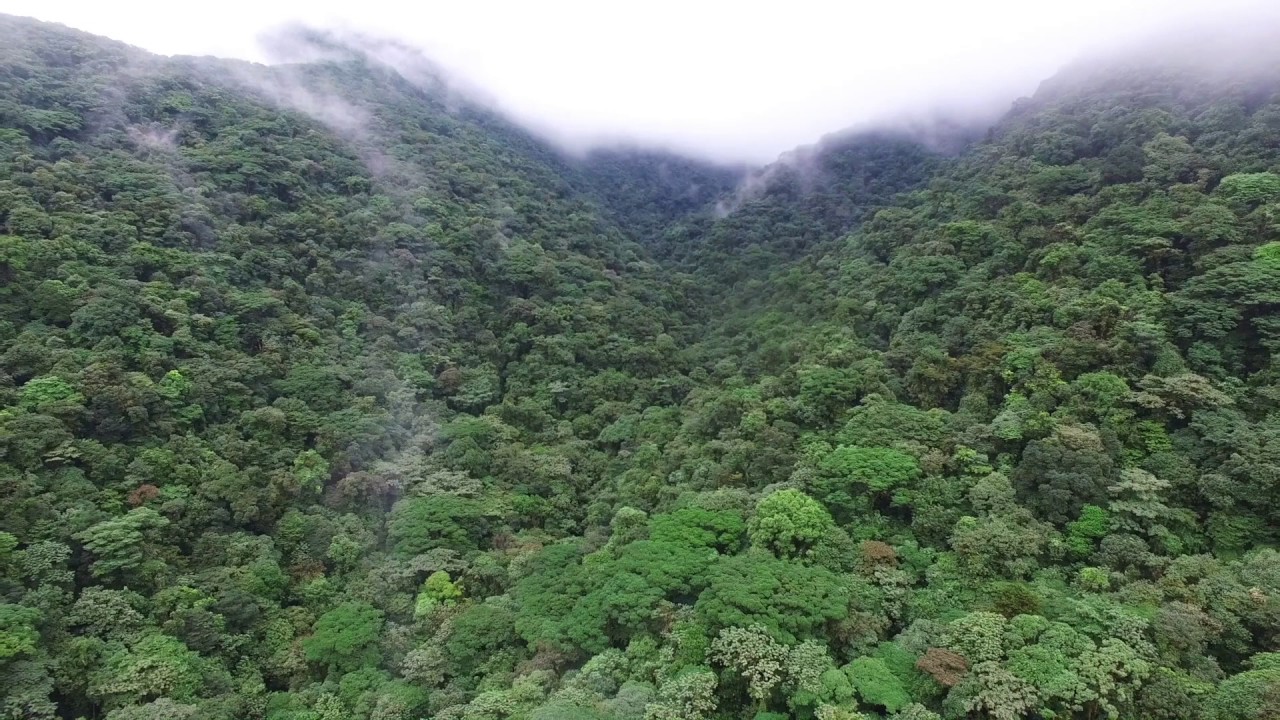2 minutos de relax volando por la selva de Costa Rica - YouTube
