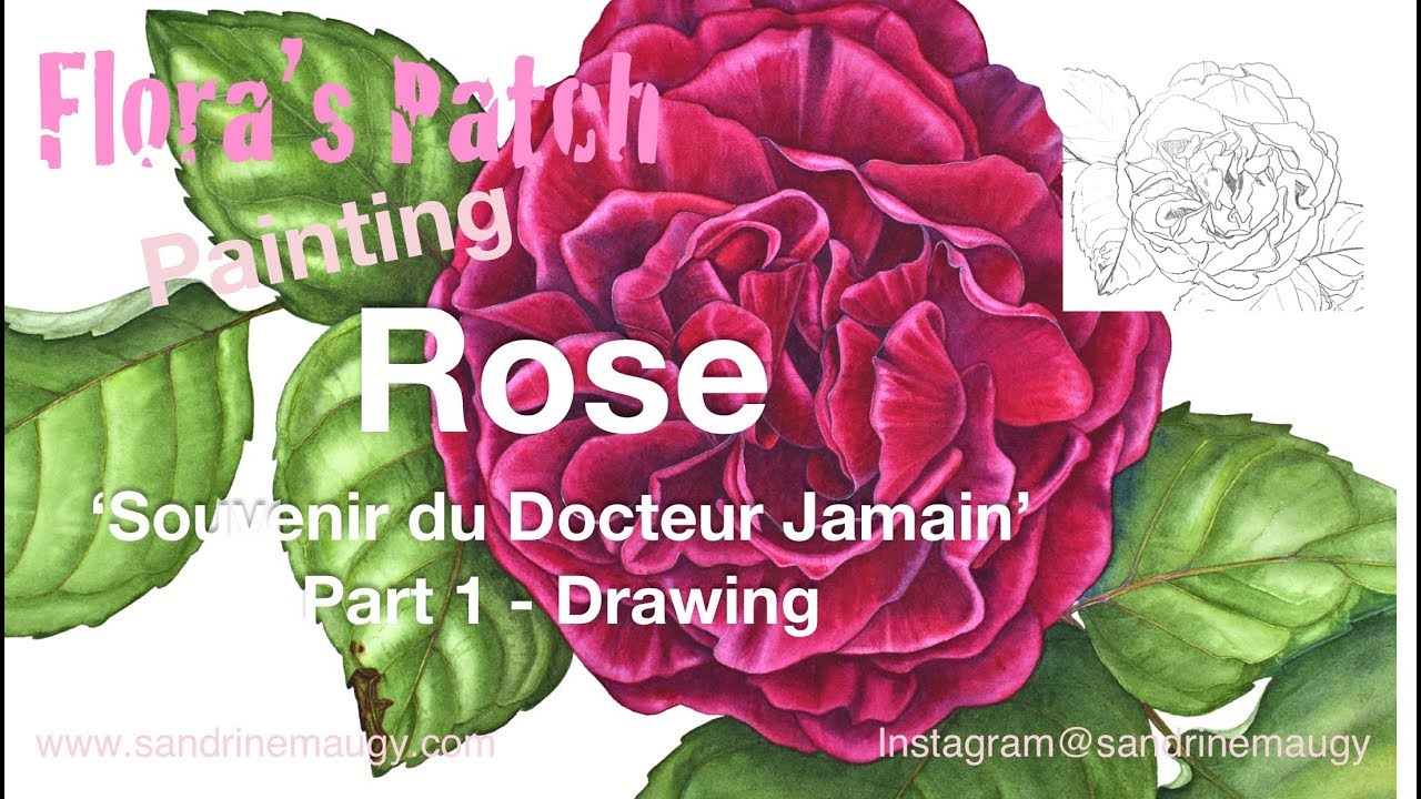 Drawing tutorial: Watercolour Dark Rose - Part 1 - Drawing and tone ...