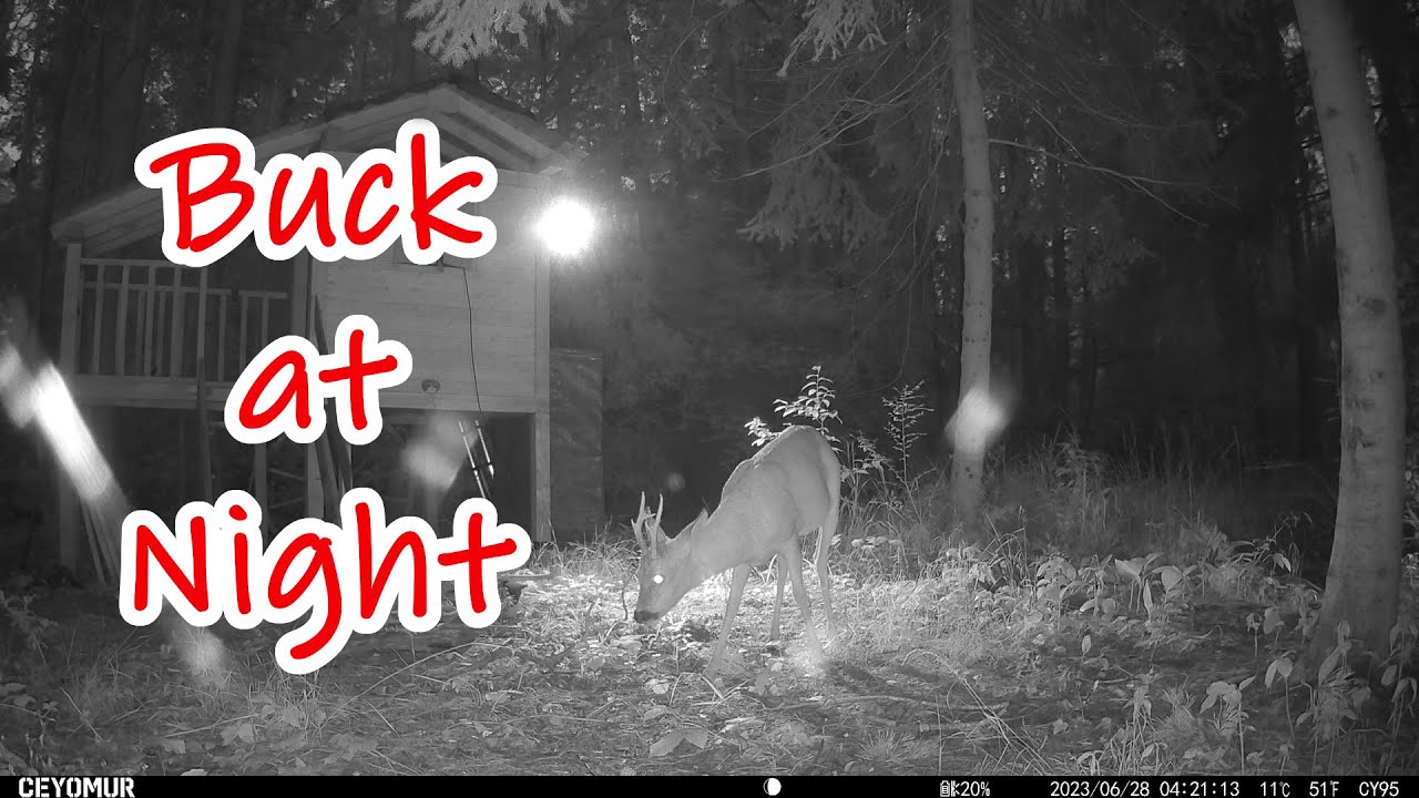 Wildlife | Exploration - Buck at Night - YouTube