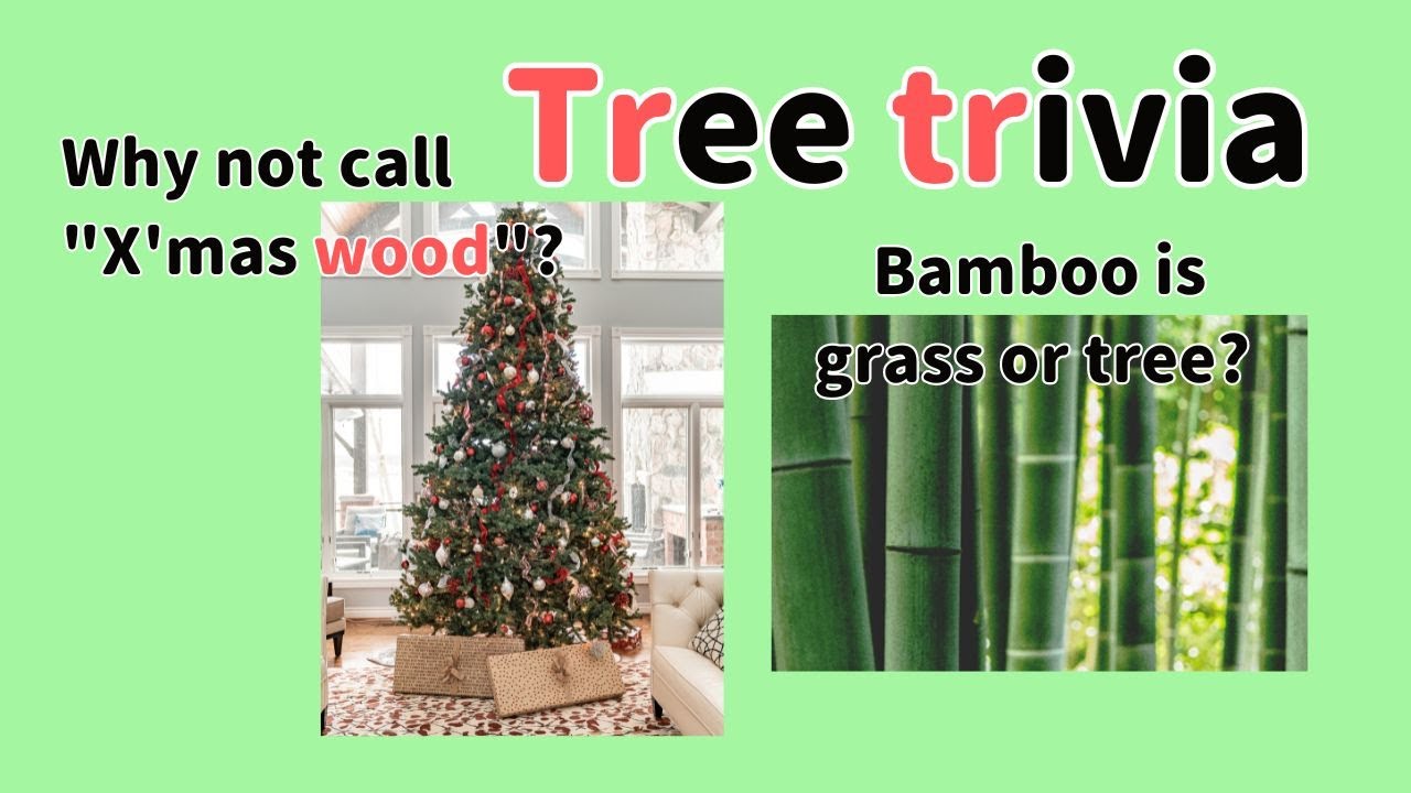 Tree Trivia - YouTube