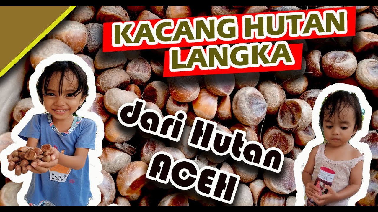 Masak Kacang Hutan Langka "Kastanye" | Cook Rare Forest Nuts "Chestnut ...
