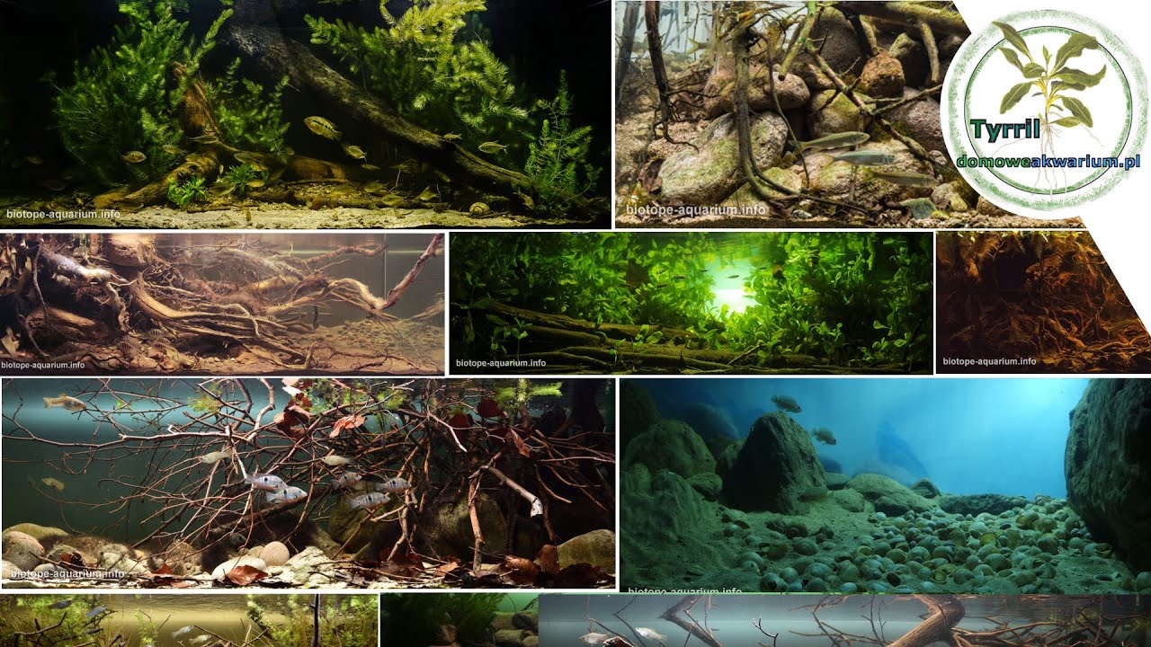Top 10 aquarium of Biotop Aquarium Design Contest 2018. Cinematic ...