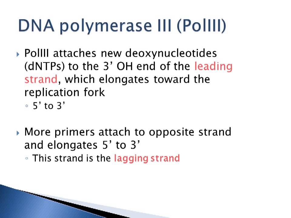 Replication Cell Division 1 - YouTube