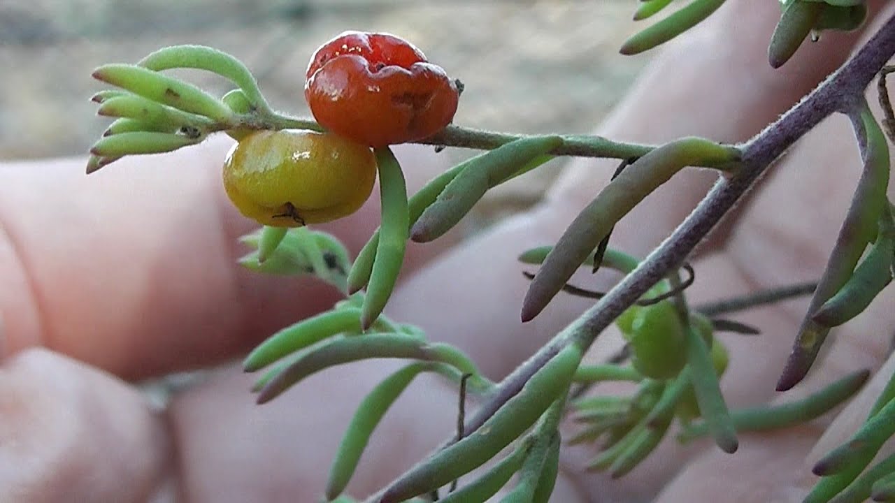 Ruby Saltbush (Enchylaena tomentosa) ლ( ͠° ͟ل͜ ͡°) - YouTube