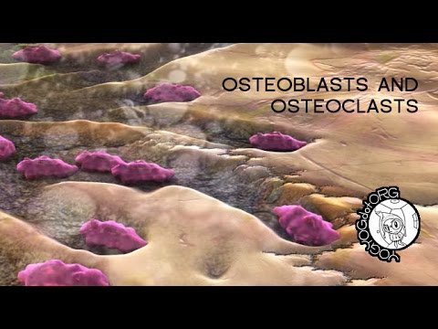 osteoblasts and osteoclasts - YouTube