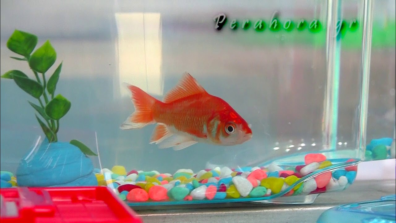 ΈA goldfish in a glass . ;Eνα χρυσόψαρο στη γυάλα . - YouTube