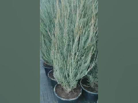 Блю эроу можжевельник скальный . - YouTube