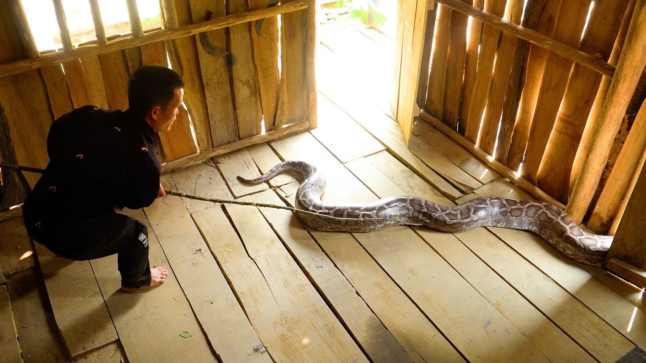 Dwarf Family Attacked by Giant Python While Sleeping | Giant Pythons in ...