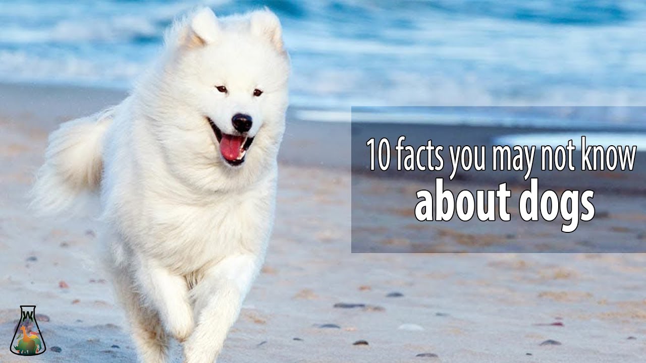 10 Facts You May Not Know About Dogs YouTube 10-facts-you-may-not-know-about-dogs-youtube