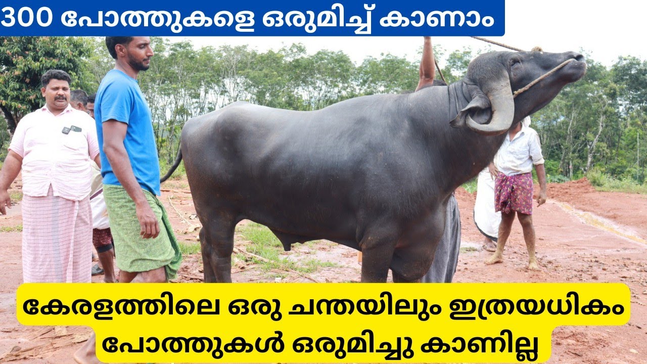 കേരളത്തിലെ ഏറ്റവും വലിയ പെരുന്നാൾ പോത്ത് ഫാം|300 ൽ കൂടുതൽ പോത്തുക ...