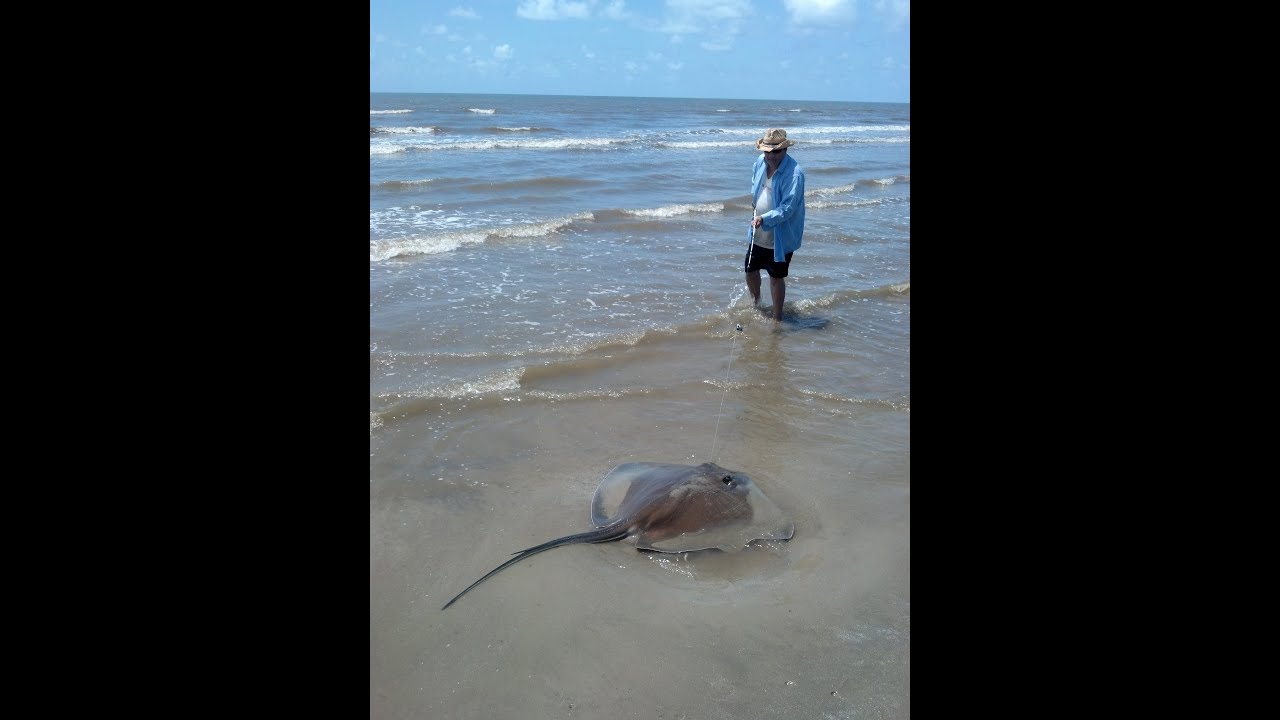 Huge Stingray caught surf fishing at Surfside Texas - YouTube