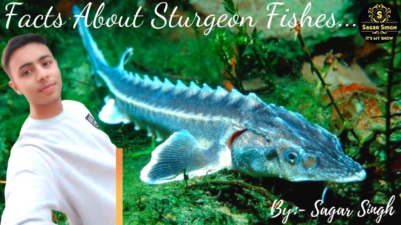 Facts: The Beluga Sturgeon - YouTube