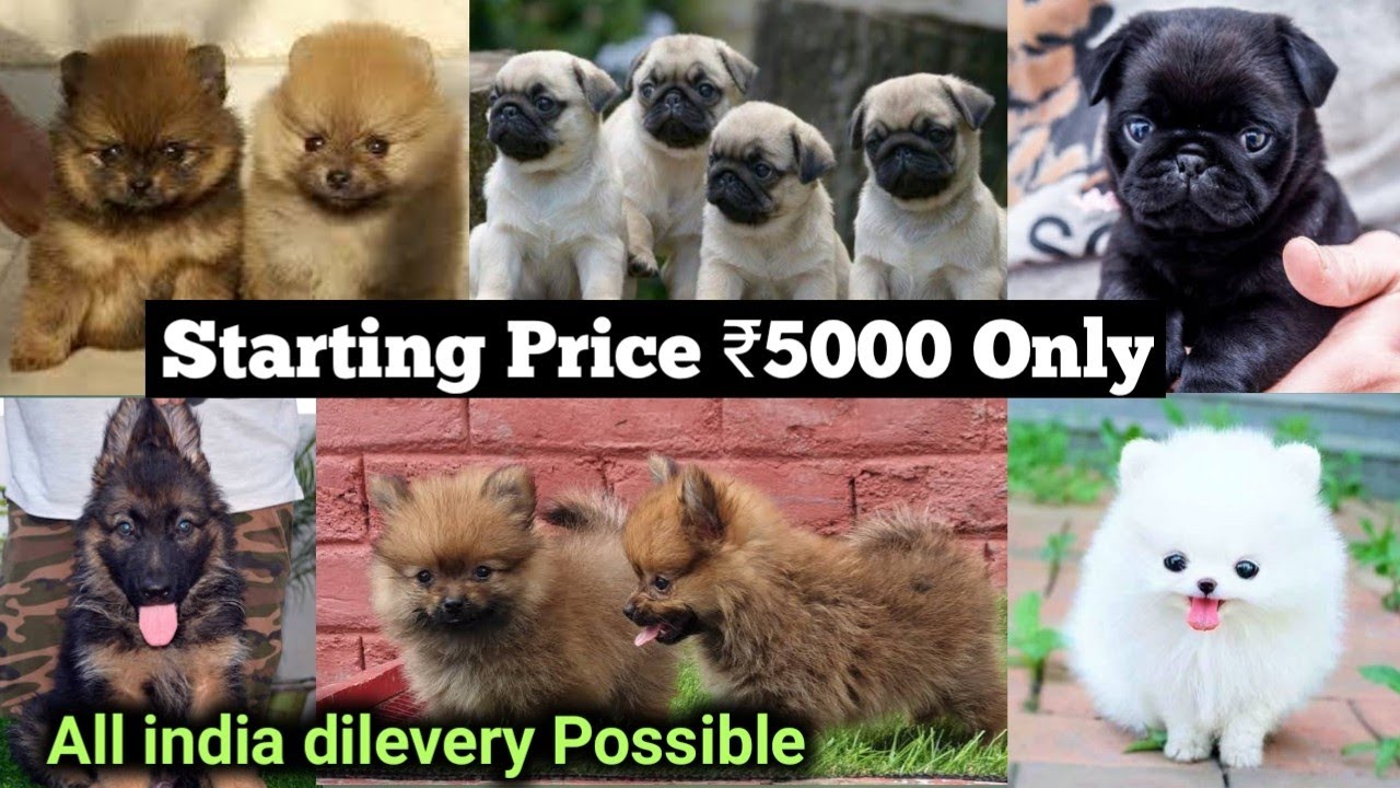 Real Dog Puppies Market in Delhi NCR | Best Family Dog Breed For Sale ...