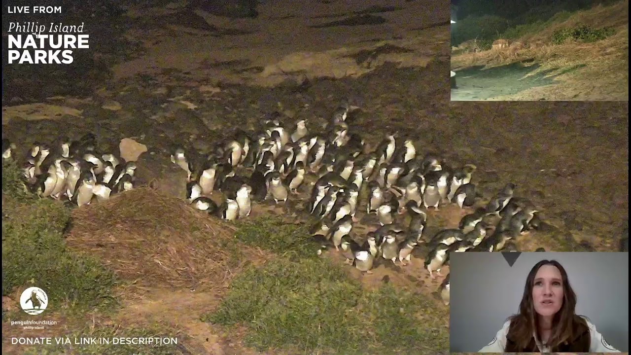 Live Penguin TV - YouTube