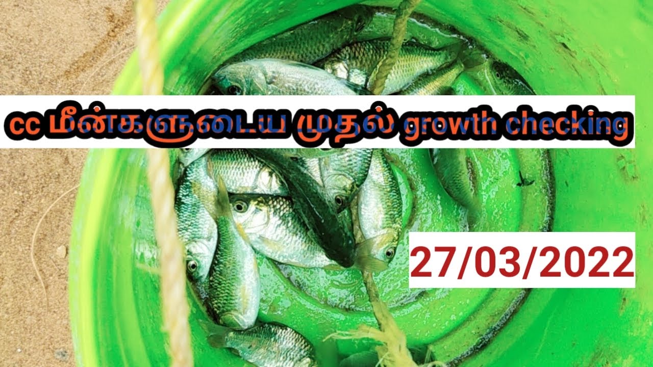 Freshwater fish farming in common crop fish first time growth checking ...