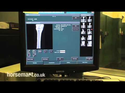 How are x-rays taken in an equine hospital?