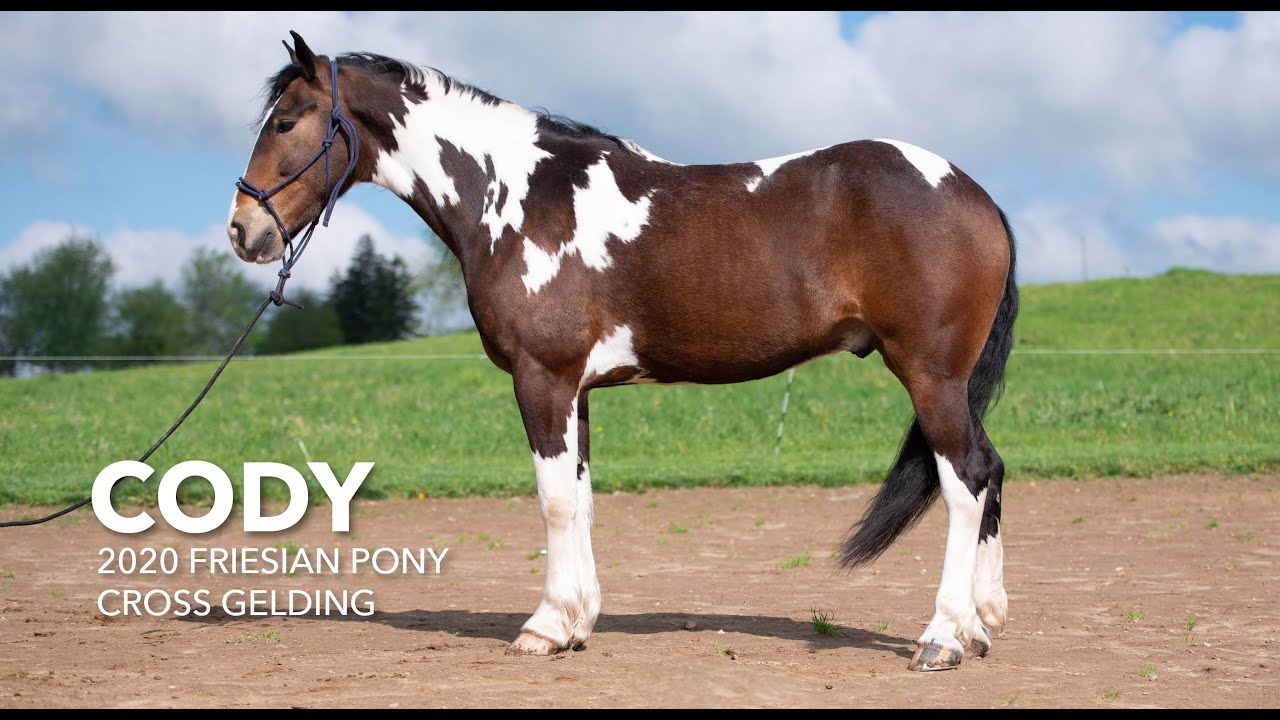 Cody, 2020 Friesian Paint Pony Cross Gelding | Good Trail Horse - YouTube