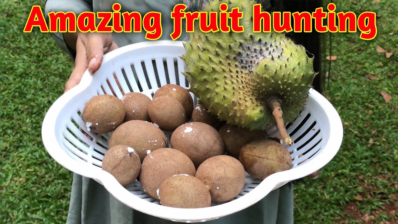 Amazing fruits hunting in our fruit garden. - YouTube