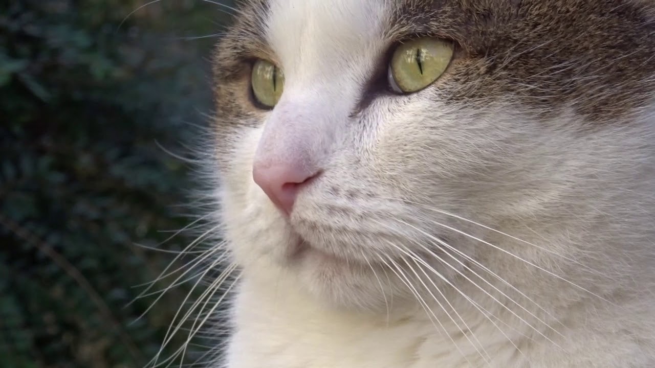 Das Leben eines Katers - YouTube