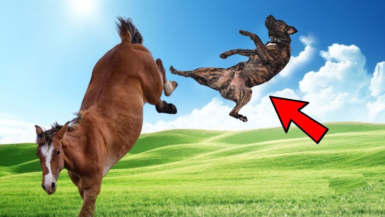 ANIMALES PATEADOS POR CABALLOS - YouTube