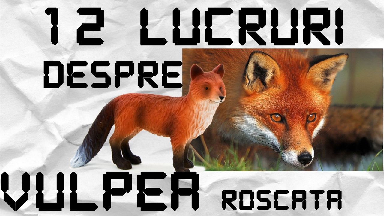 12 LUCRURI DESPRE VULPEA ROSCATA - YouTube