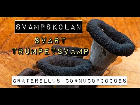 Svart trumpetsvamp - YouTube