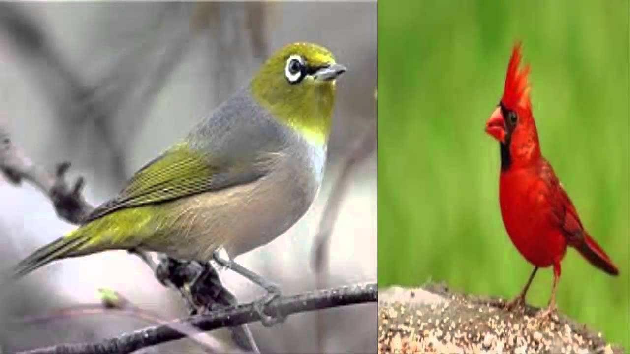 Chim chích bông - YouTube