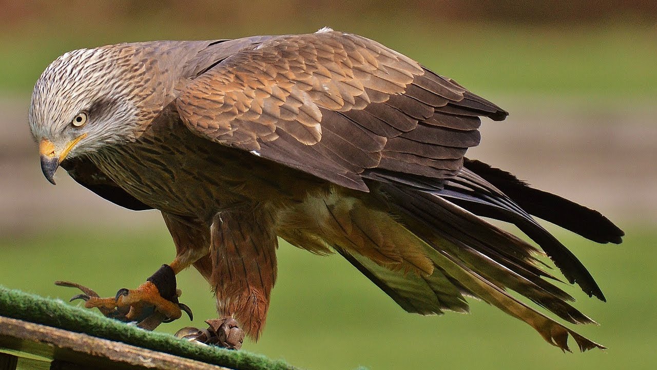 RED KITE BIRD🐦, RED KITE SOUNDS | 👍ANIMALS - YouTube