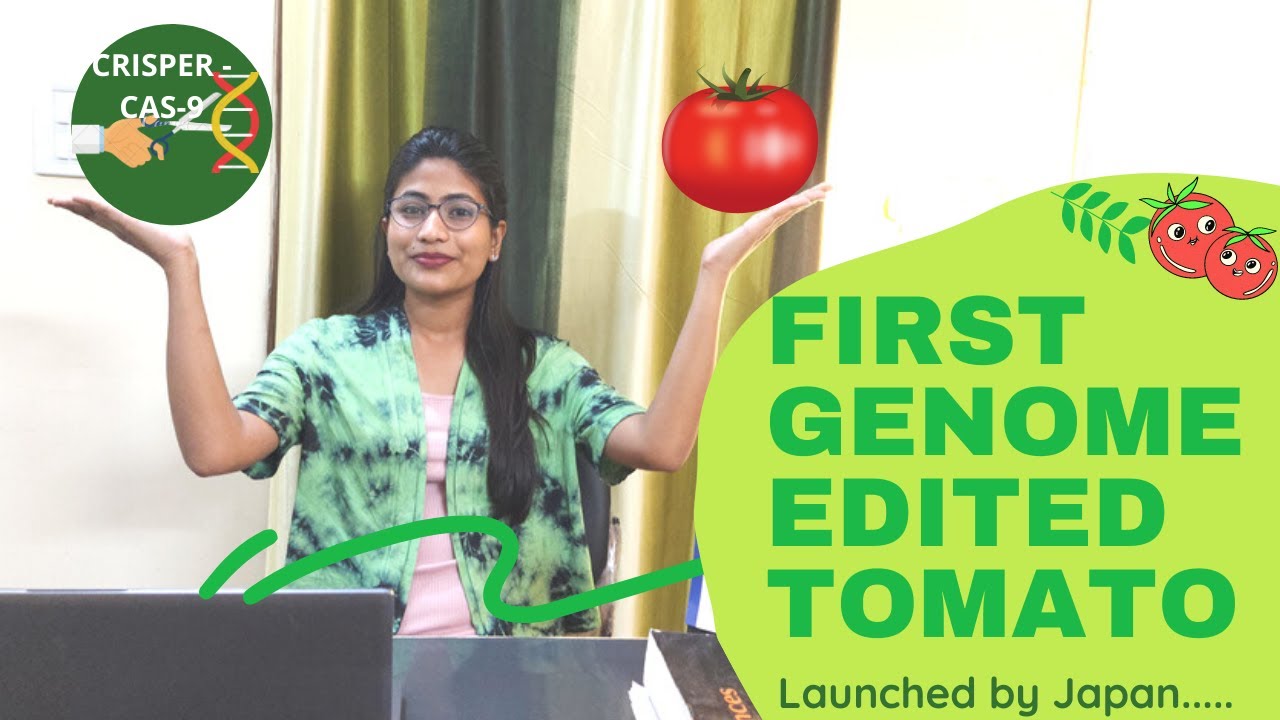 First Genome edited Tomato by CRISPR-CAS9 gene editing, launched by ...